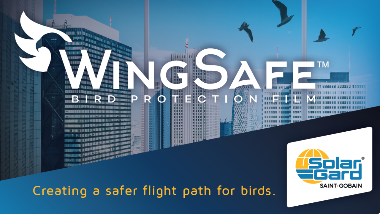 Protect Birds and Preserve Views with WingSafe™ Bird Safety Film | Sonny's Glass Tinting
